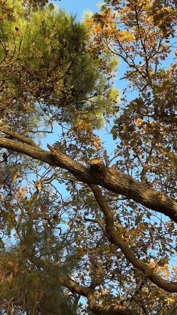 Полёт белки 🐿️