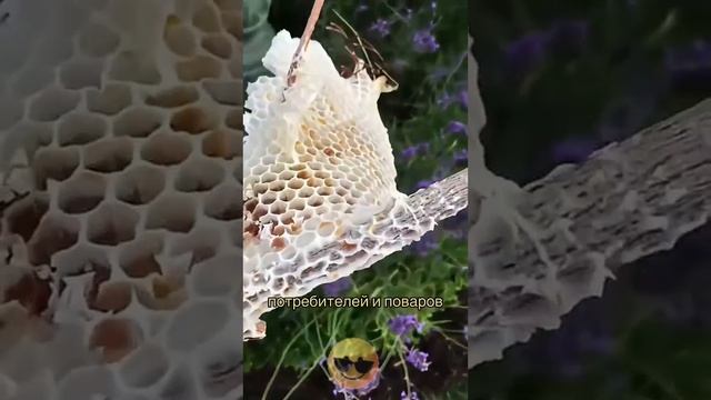 Самые дорогие мёды 🫶🥰😎