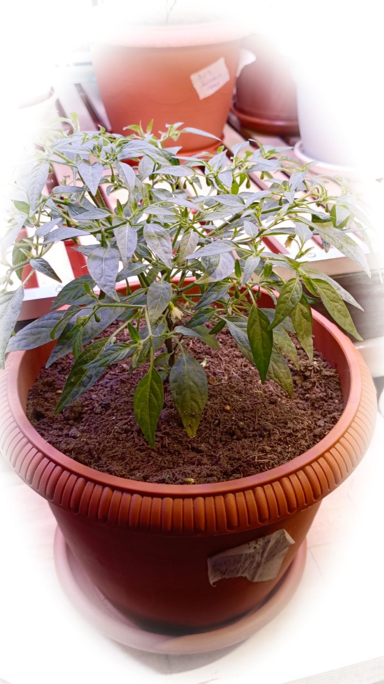 Перец острый - Ампельный в горшке 6л