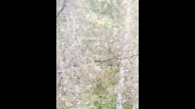 Песня✨🎶✨ на стихи Анны  Ахматовой
"Странная улыбка" .