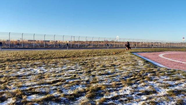 б/о Shabardhof ILMARSA GRAND им №100. САНКТ-ПЕТЕРБУРГ 12 декабря`25 Моно немецких овчарок