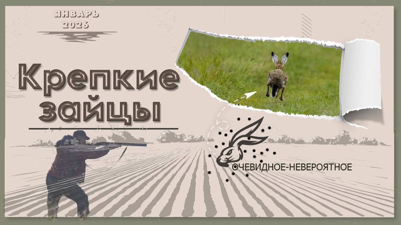 КРЕПКИЕ ЗАЙЦЫ.  Охота на зайца - русака