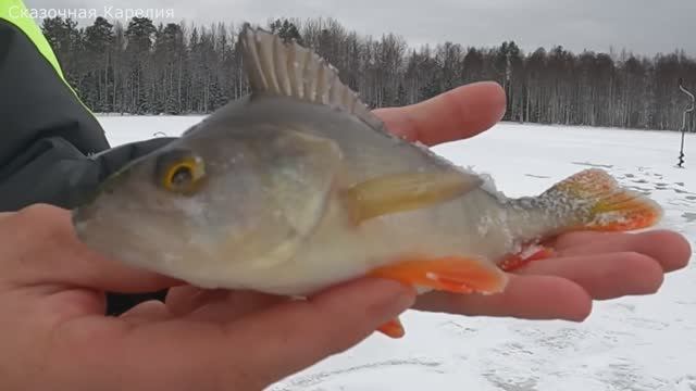 Пришел на озеро и обалдел. Такой рыбалки не ожидал. Опустил мормышку и началось. Рыбалка в тайге