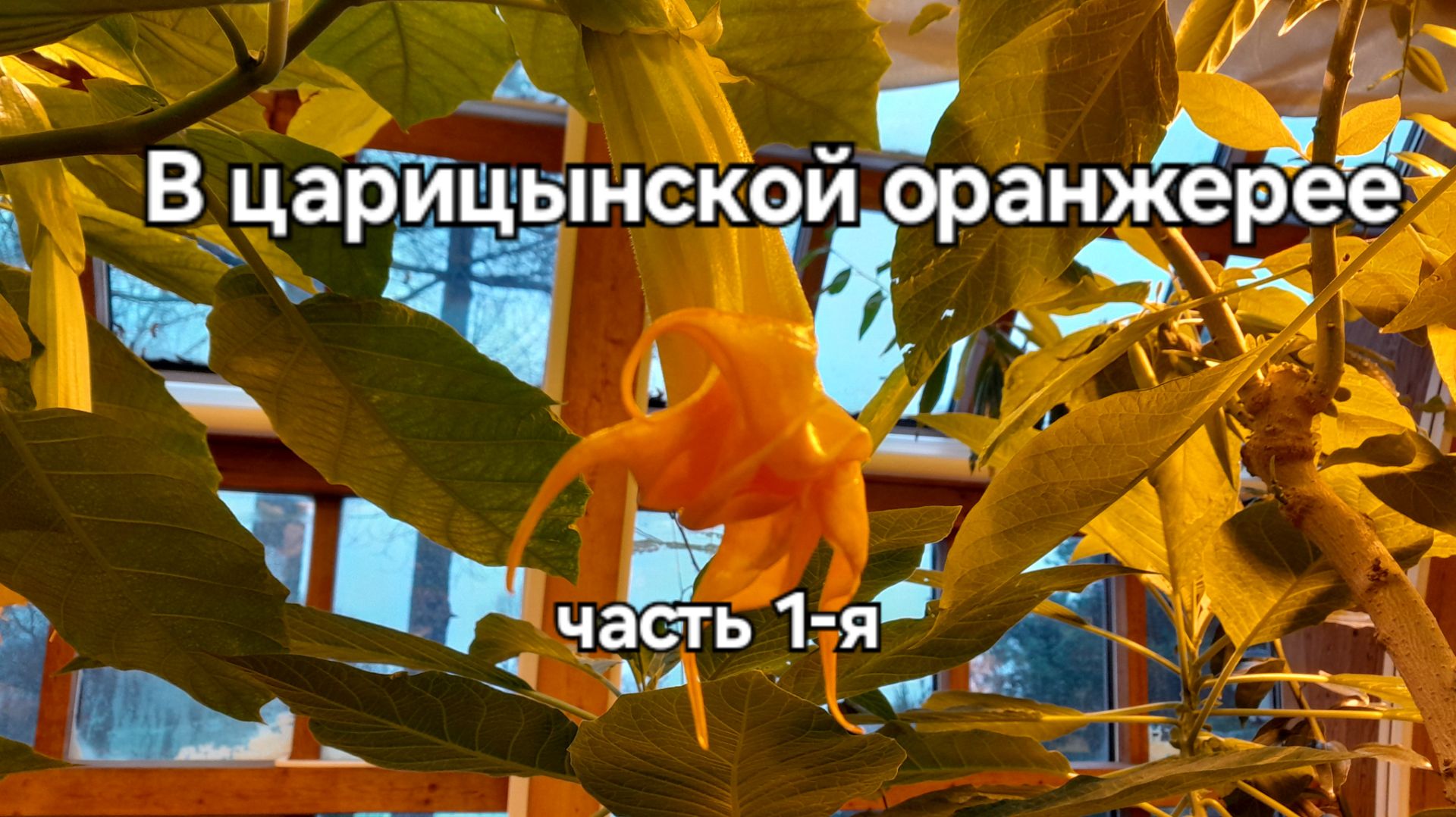 В Царицыно. Зима в оранжерее. Лимон гигант и кактус в шляпе. Часть 1..
