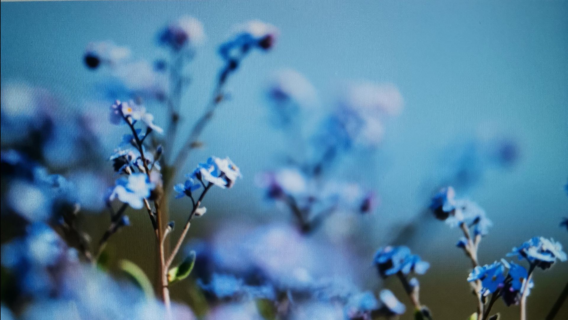 Всё стало вокруг голубым и зеленым