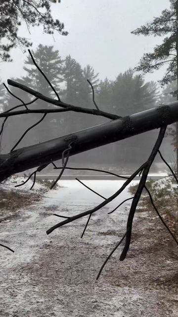Въездные ворота в виде дерева