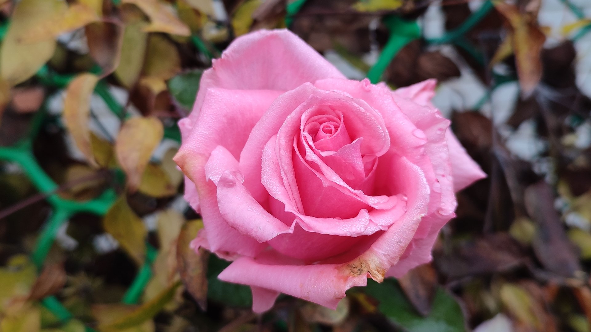 Зимнее дополнительное укрытие винограда сверху