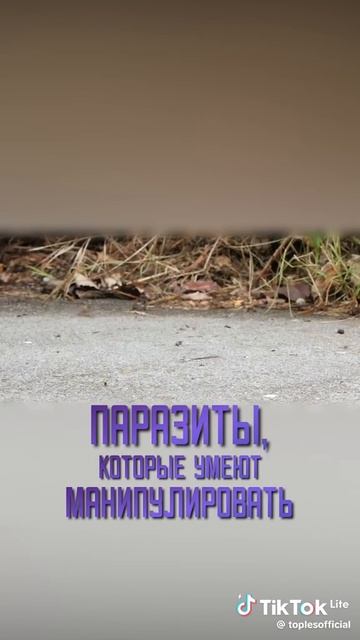 про паразитов