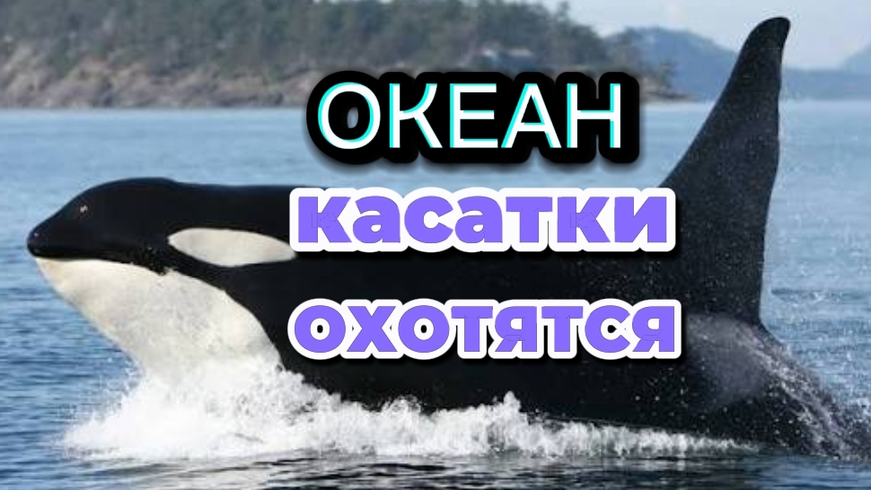 Дикая природа. Косатки охотятся