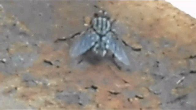 Мясная муха (Sarcophaga carnaria) умывается. Архив лето 2025. sgt791rgre08we247