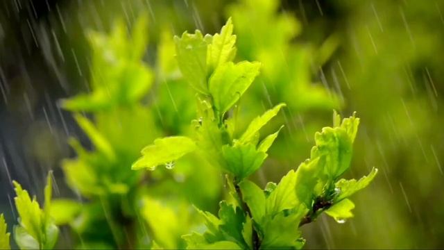 Стих «Нет боли и обид» авторское