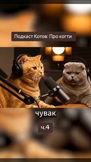 Влог котиков о жизни