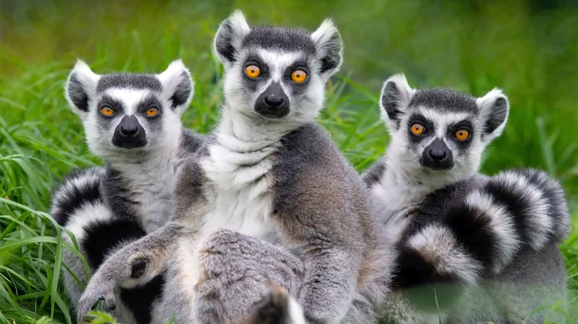 Лемуры Мадагаскара | Интересные факты про лемуров
