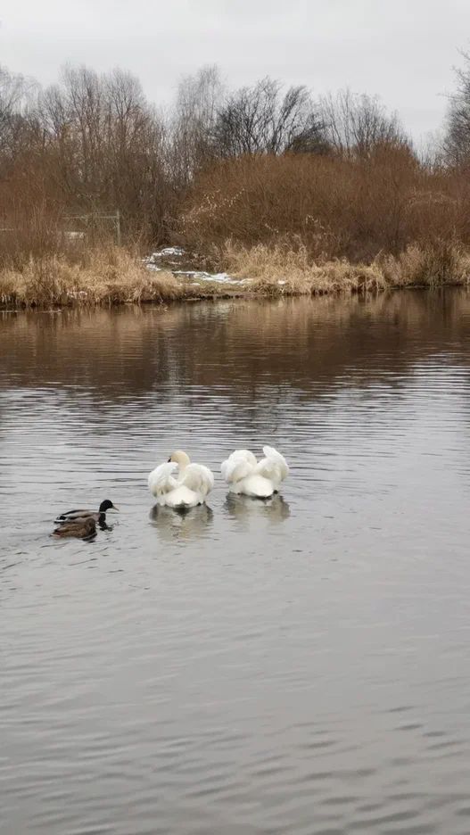 Прекрасные лебеди, Торопец #лебеди #Торопец #Россия #лебединаяверность #дикиелебеди #рекаторопа