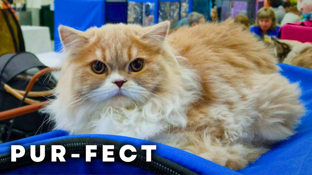 I Went to the Largest Cat Show in Russia