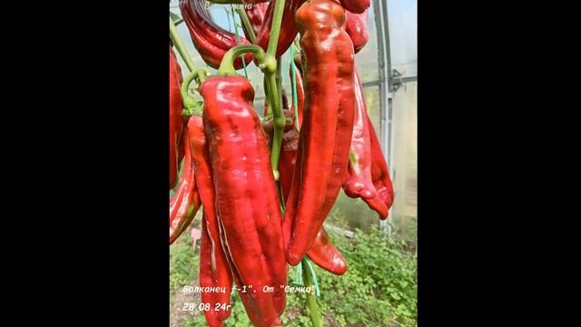КРАСНЫЙ ПЕРЕЦ. ЧТО ВЫБРАТЬ?