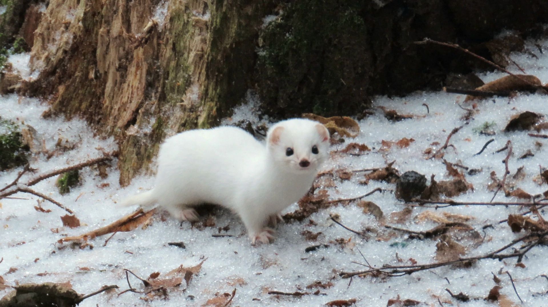 Ласка_#1, Битца, 16 декабря 2025