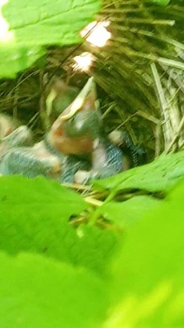 Маленькие птенцы в гнезде