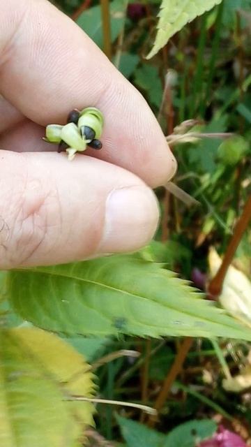 НЕДОТРОГА Стреляет семенами Прикол