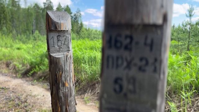 Руководитель Семеновского районного лесничества Михаил Шкотов