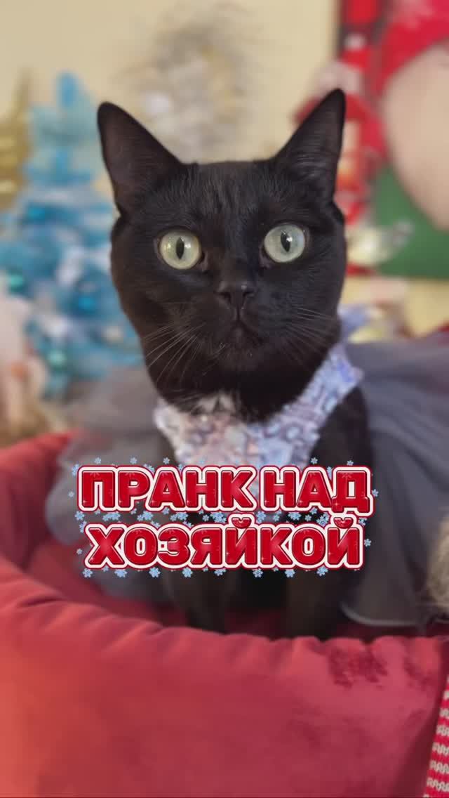 Пранк над хозяйкой😹 #кошка #юмор #котики
