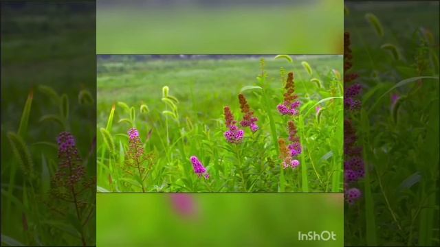 стих Благодарю авторское