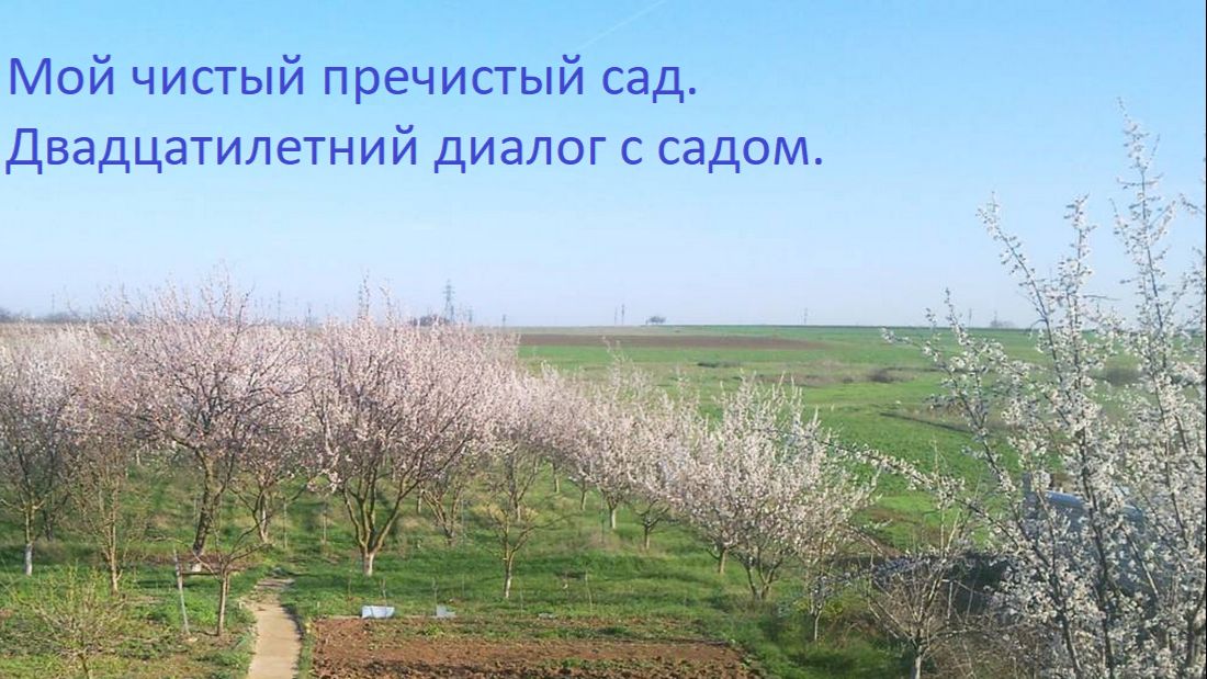 ч 16 . Мой чистый пречистый сад. Диалог длинною в двадцать лет.