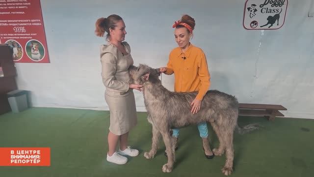 Дорогое хобби / В центре внимания: Репортёр