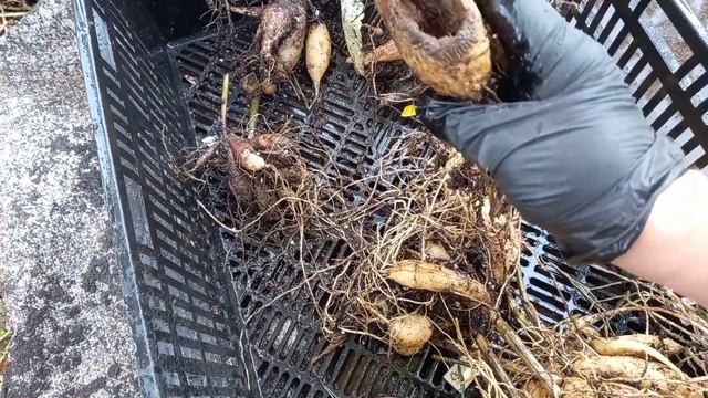 19 октября 2023 г.  Завершаю работы с георгинами