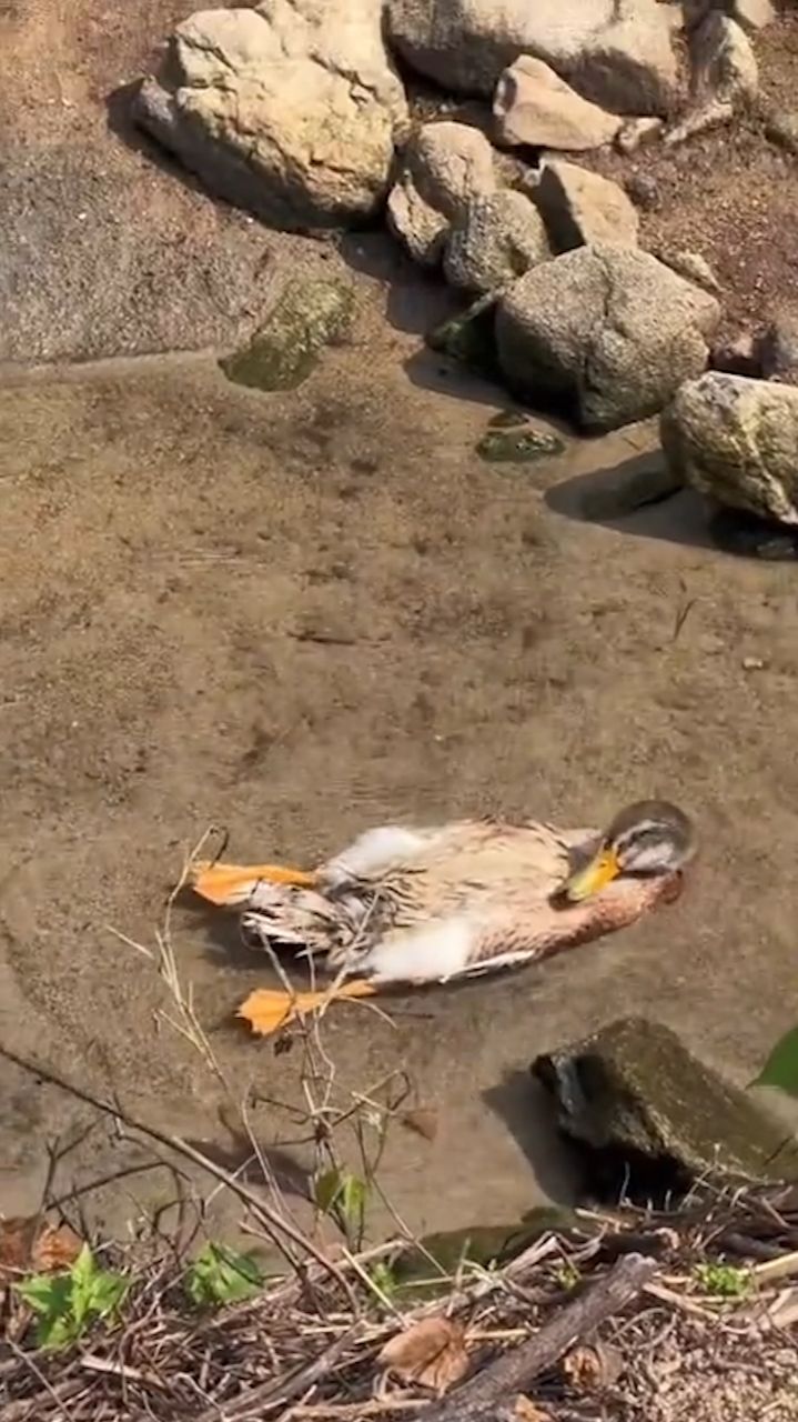 Утка отдыхает | Chilling duck #утка #отдых #отпуск #релакс #funny #trending #тренд #trend #shorts