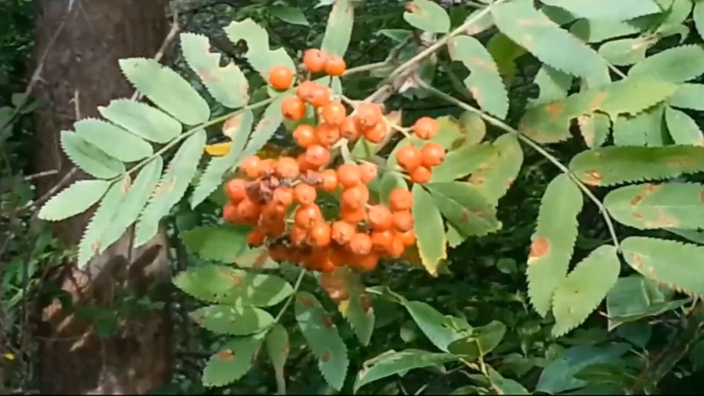 Русский лес в августе