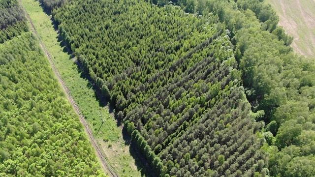 Руководитель Бутурлинского межрайонного лесничества Светлана Жамалетдинова