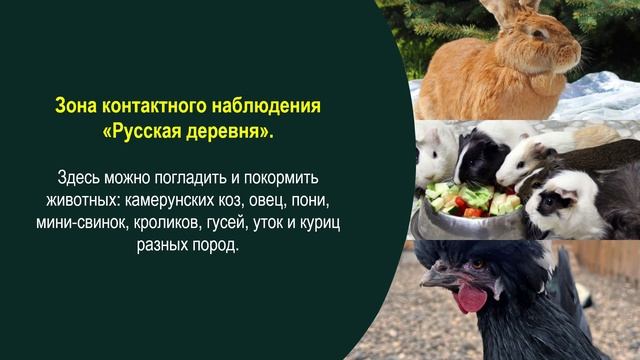 В стране зверей и птиц виртуальное путешествие по зоопаркам города Нижнего Новгорода