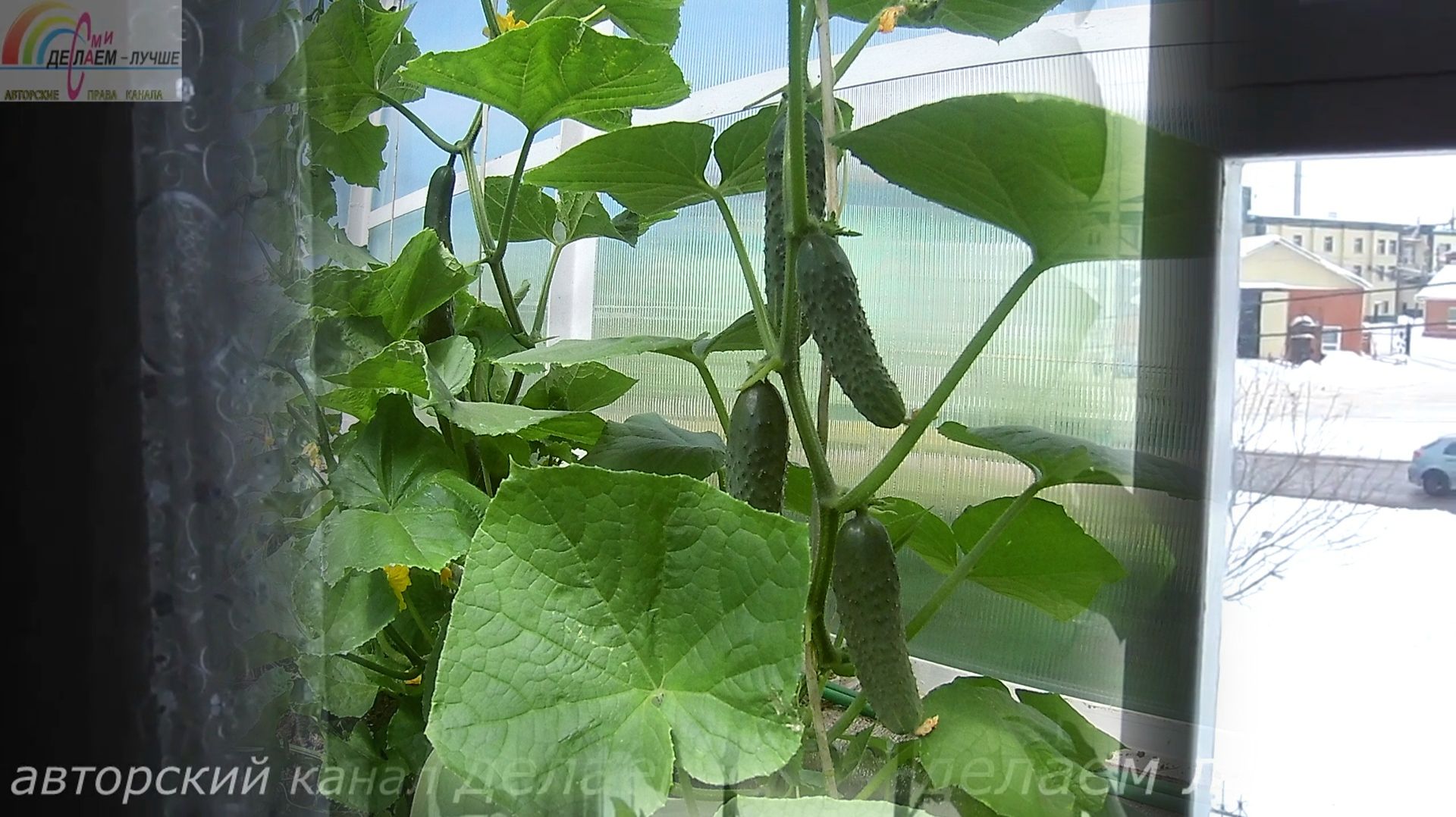 Выращивание огурцов на подоконнике зимой.Сорта огурцов для выращивания на подоконнике и результат .