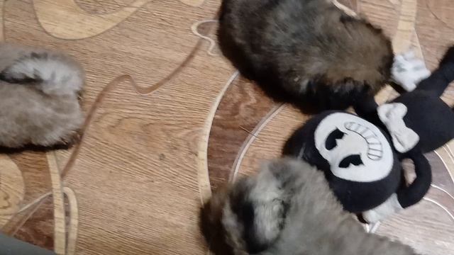 забавные щенки пекинесики, возраст 1 месяц