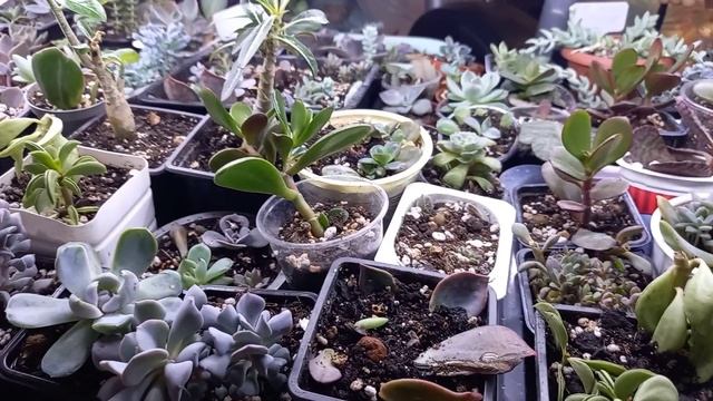 19.12.25  отчет 12 в марафоне  "Бешеные крючки на рутуб -6".  неделя 11. Обзор моего цветника.