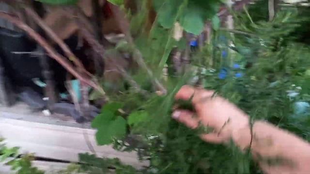 25 августа 2024 г. Цветение георгин