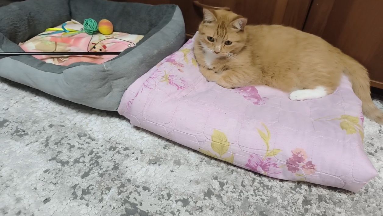 Новая лежанка для любимого кота. Кот Лютик отказался от новой лежанки. Кот в доме.