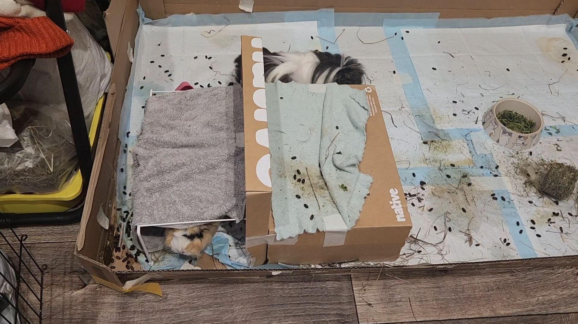 Морские свинки Улли и Пулли настоящие грязнули! 🌪🐗