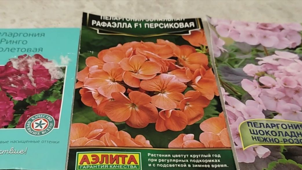 Не свежие семена пеларгонии быстро взошли