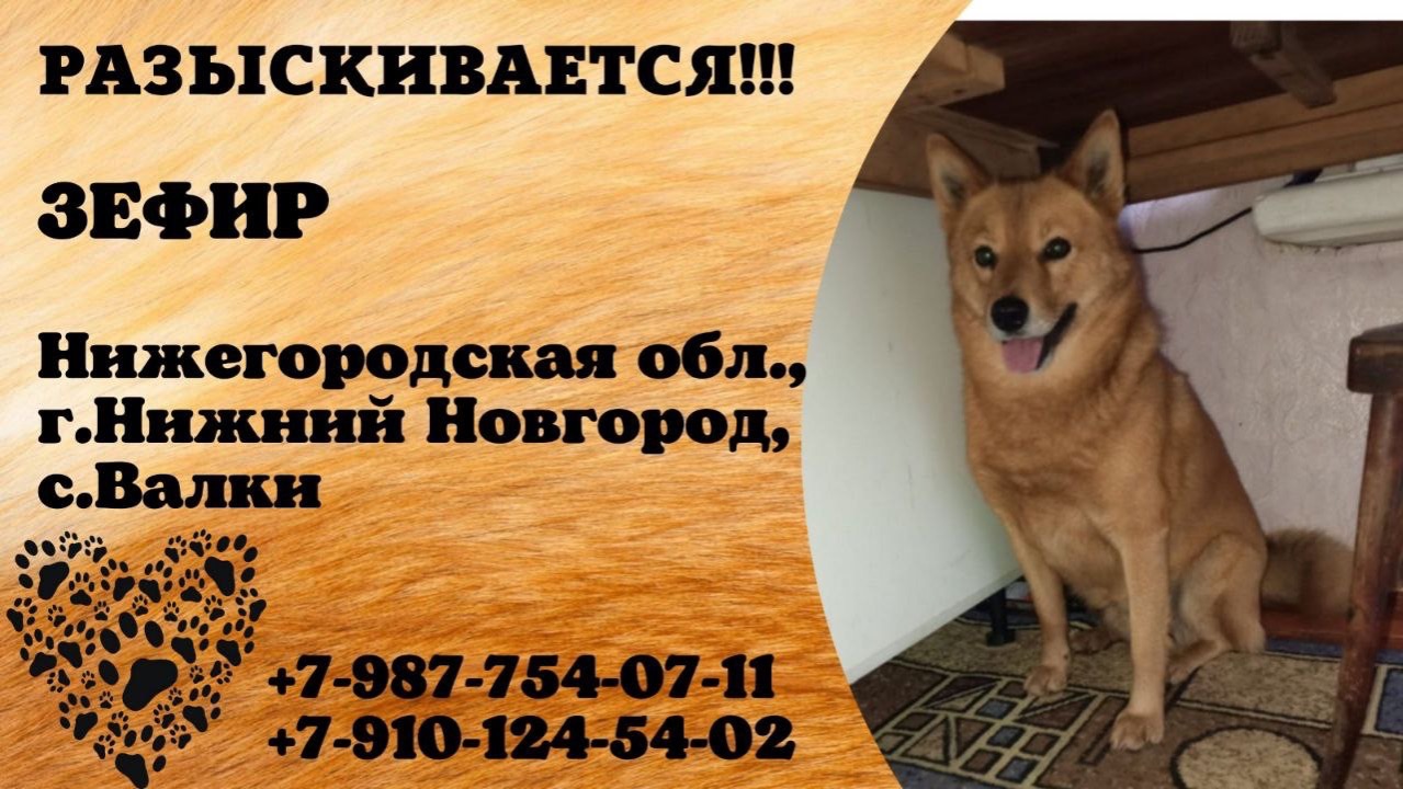 Пропала собака! ЗЕФИР. Нижегородская обл., г.Нижний Новгород.