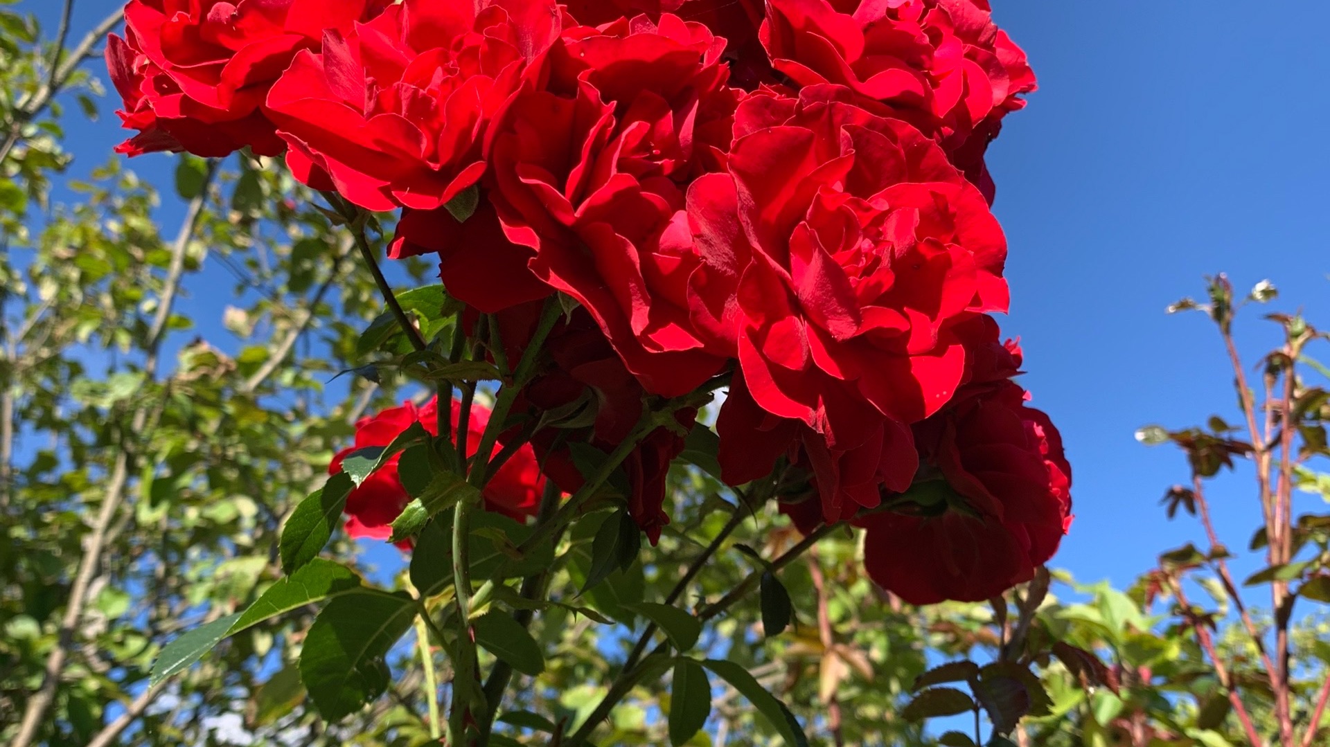 Дачный обзор | обрезка кустарников | укрытие плетистых роз