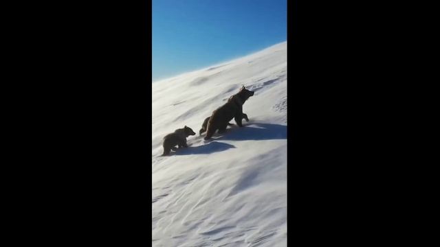 Природа  Кавказа