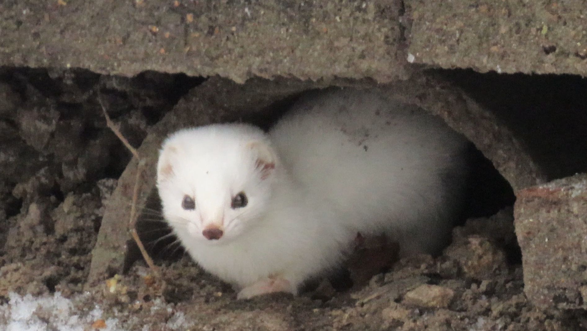 Ласка_#2, Битца, 16 декабря 2025