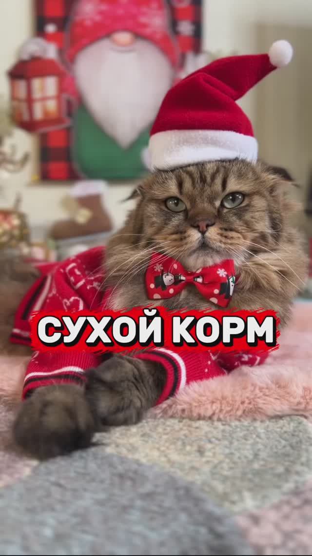 Про сухой корм😹 #котики #юмор #кошки
