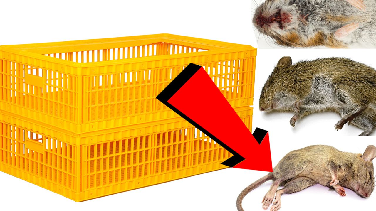 Как избавиться от мышей и крыс навсегда За 3 Секунды....