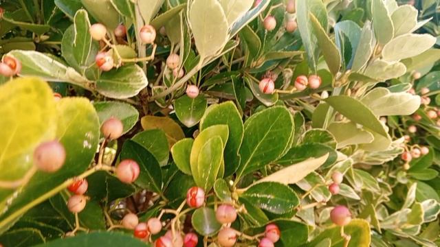 video_2025-12-19_08-15-22