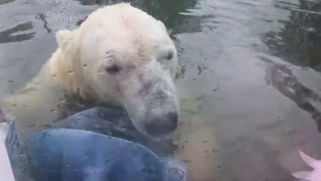 Белый мишка пензенского зоопарка