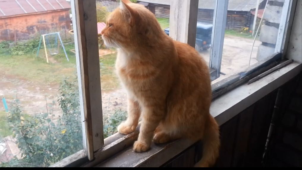 Рыжий кот Митя. Часть 2