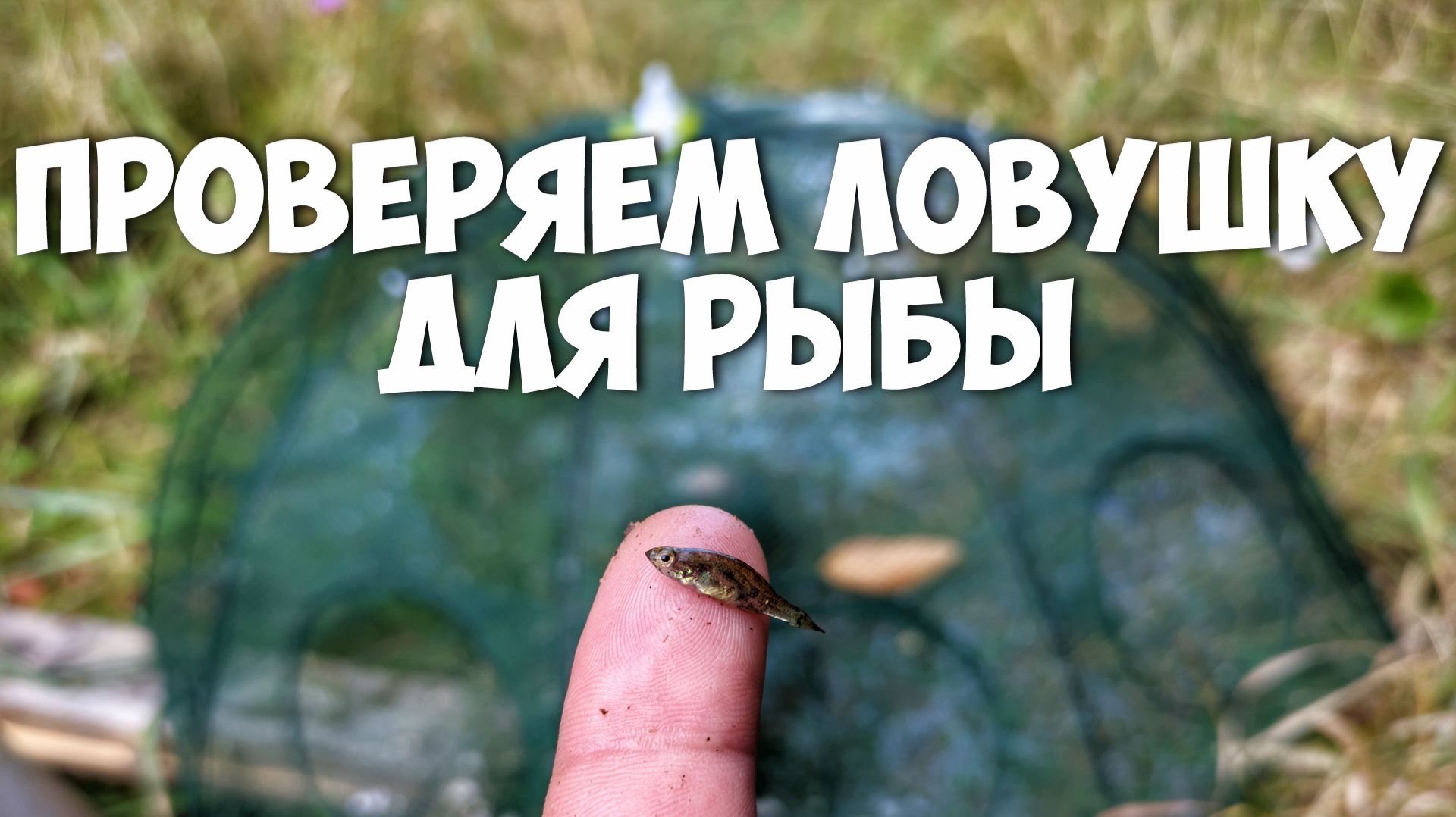 Проверяем ловушку для рыбы из Китая в действии